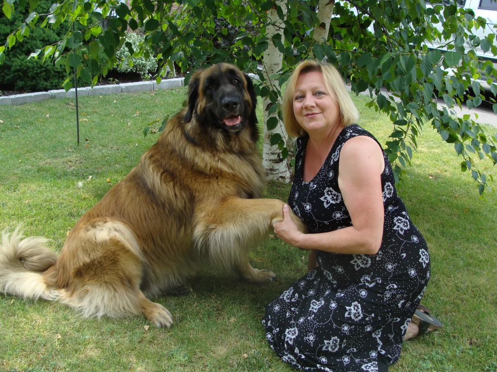 Sonya — Leonberger Club of Canada